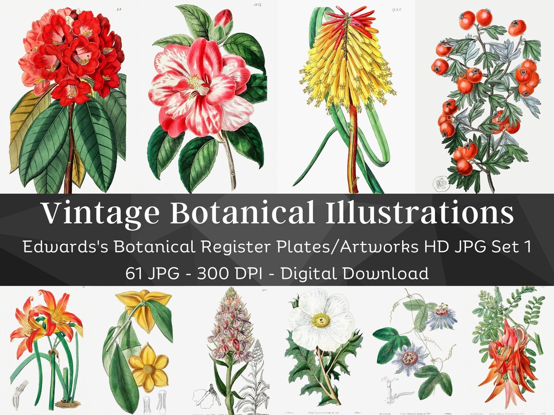 61 Flower Botanical Illustration Plates | Edwards's Botanical Register ...