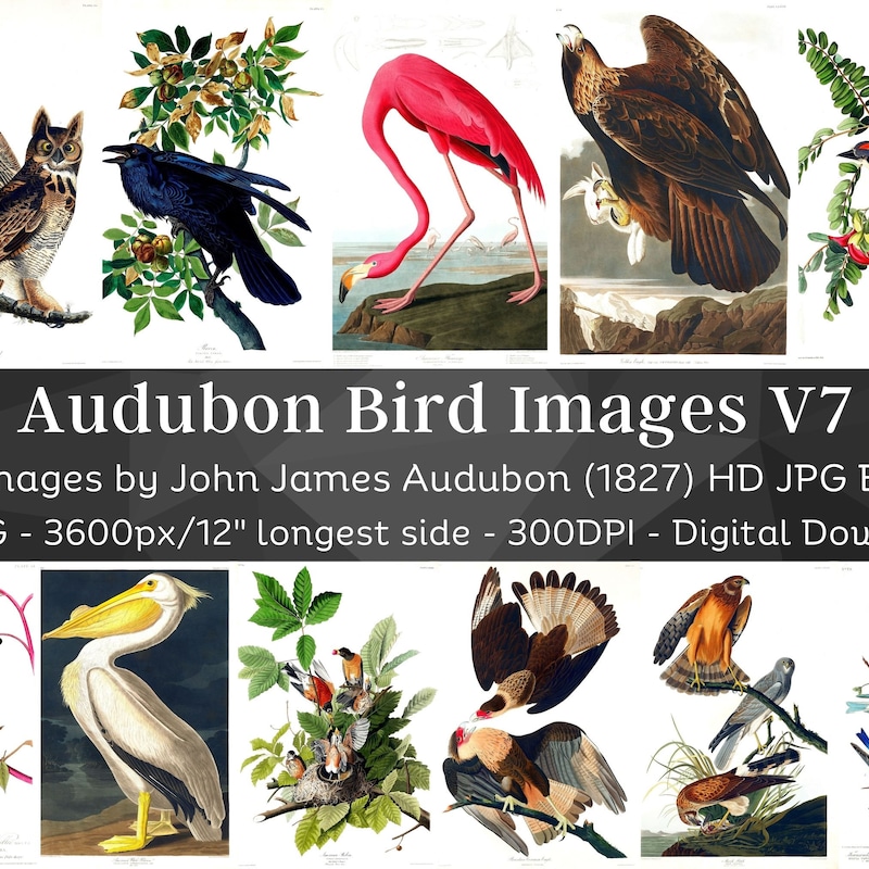 Framed Botanical Art Birds - Etsy