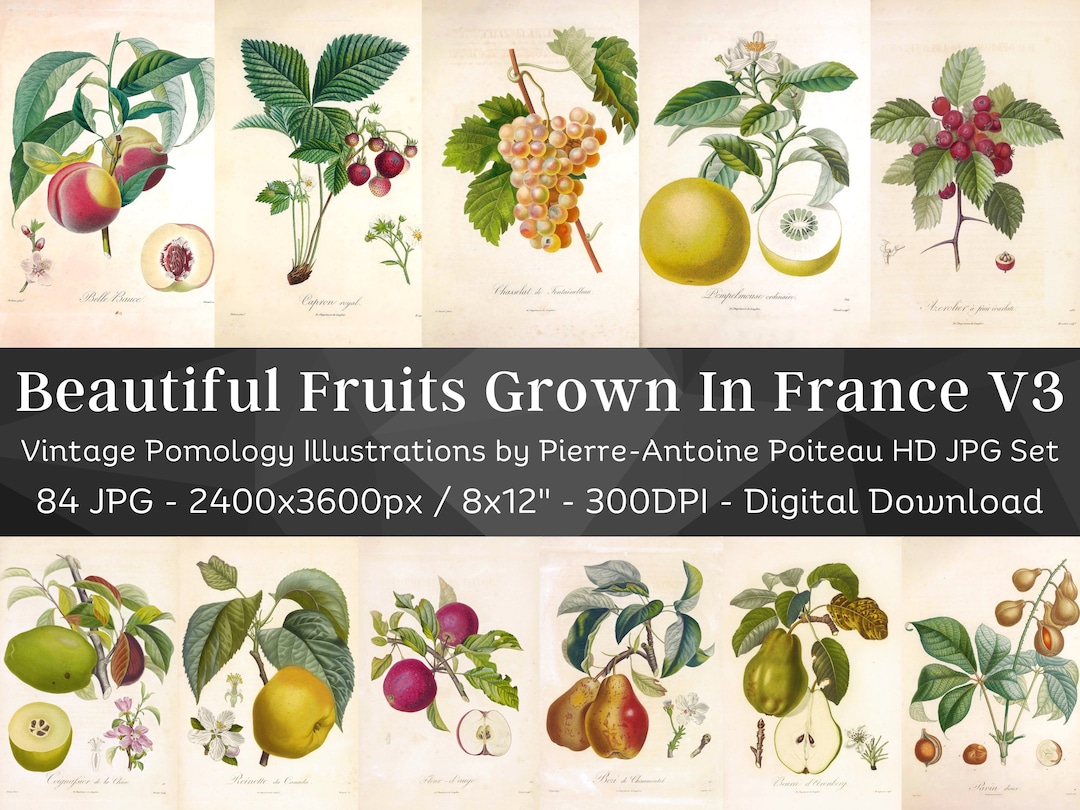 Beautiful Fruits Grown in France 84 Botanical Illustrations V3| Botany ...