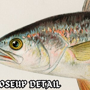 Fish Illustrations 5 HQ Printable Fishes of North America Wall Art ...