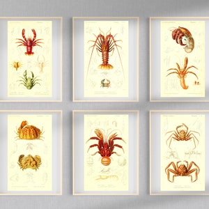 Atlas of Crustaceans 84 HD Images| Crab Lobster Shrimp Crayfish Krill ...