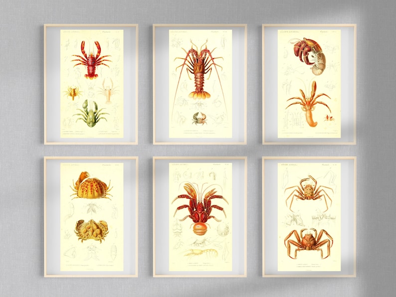 Atlas of Crustaceans 84 HD Images| Crab Lobster Shrimp Crayfish Krill ...