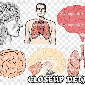 Human Anatomy Clipart Set 37 PNG Human Body Organ Clip Art Brain Heart ...