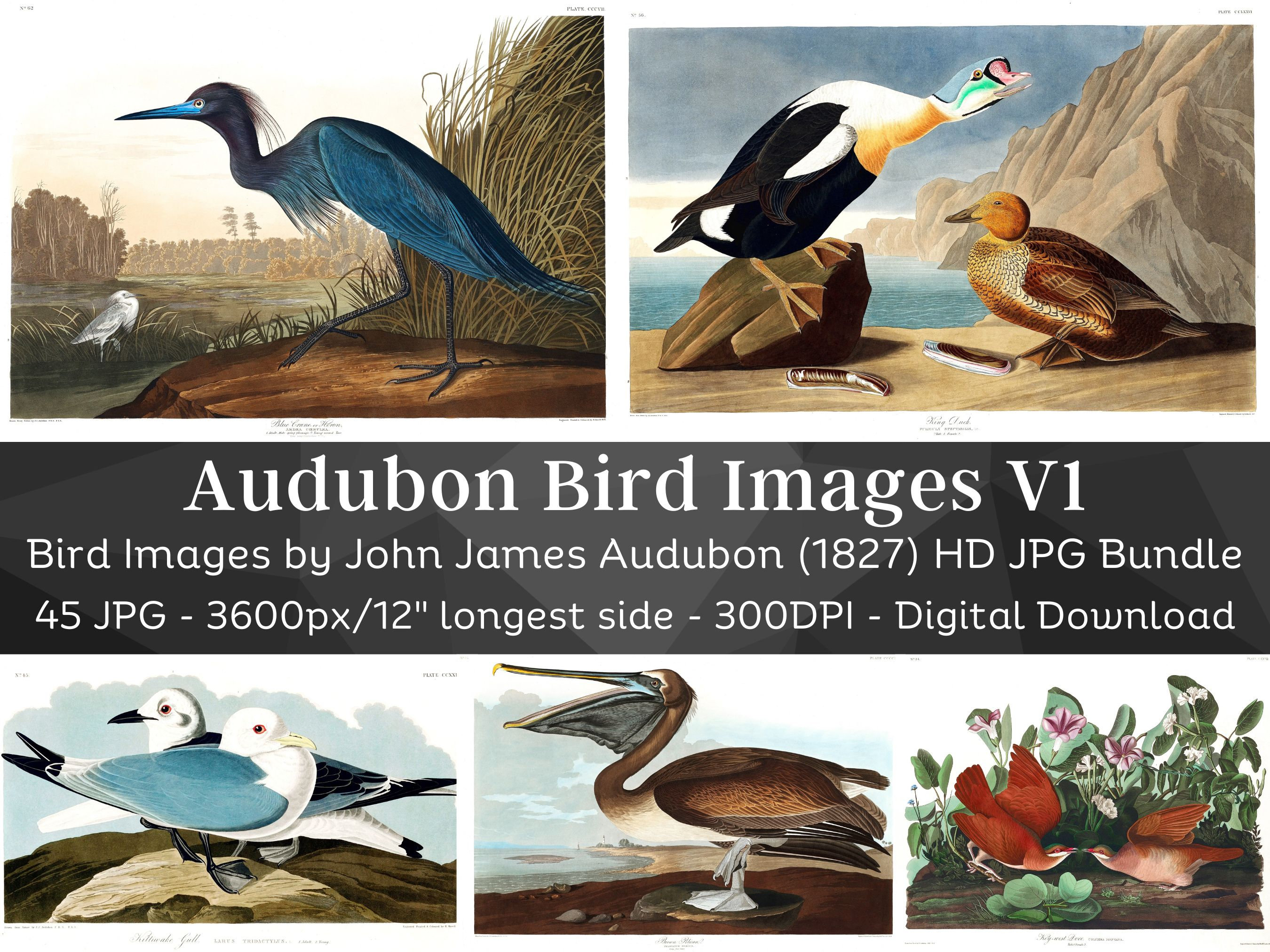 Birds of America J.J. Audubon HD Images V1 Card Making, Clip Art ...