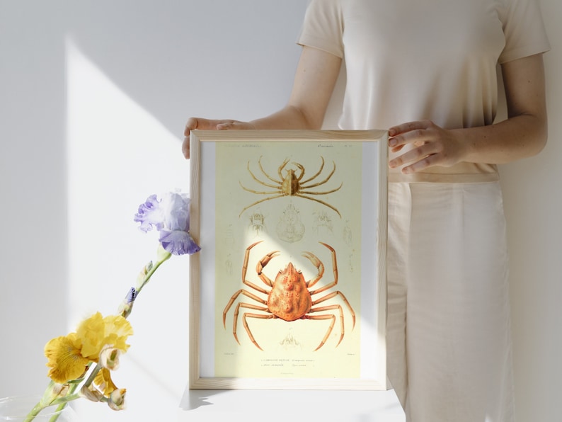 Atlas of Crustaceans 84 HD Images| Crab Lobster Shrimp Crayfish Krill ...