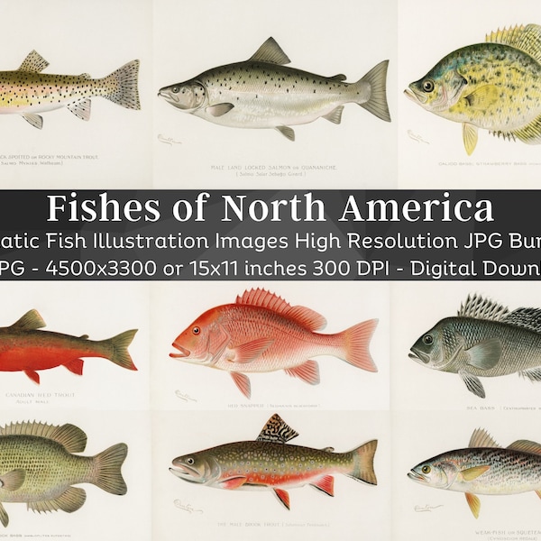 Vintage Fish Poster - Etsy