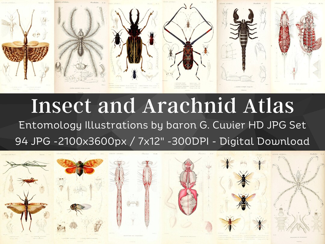 Insect and Arachnid Atlas Entomology 94 HD Images| Bug Beetle Anatomy ...
