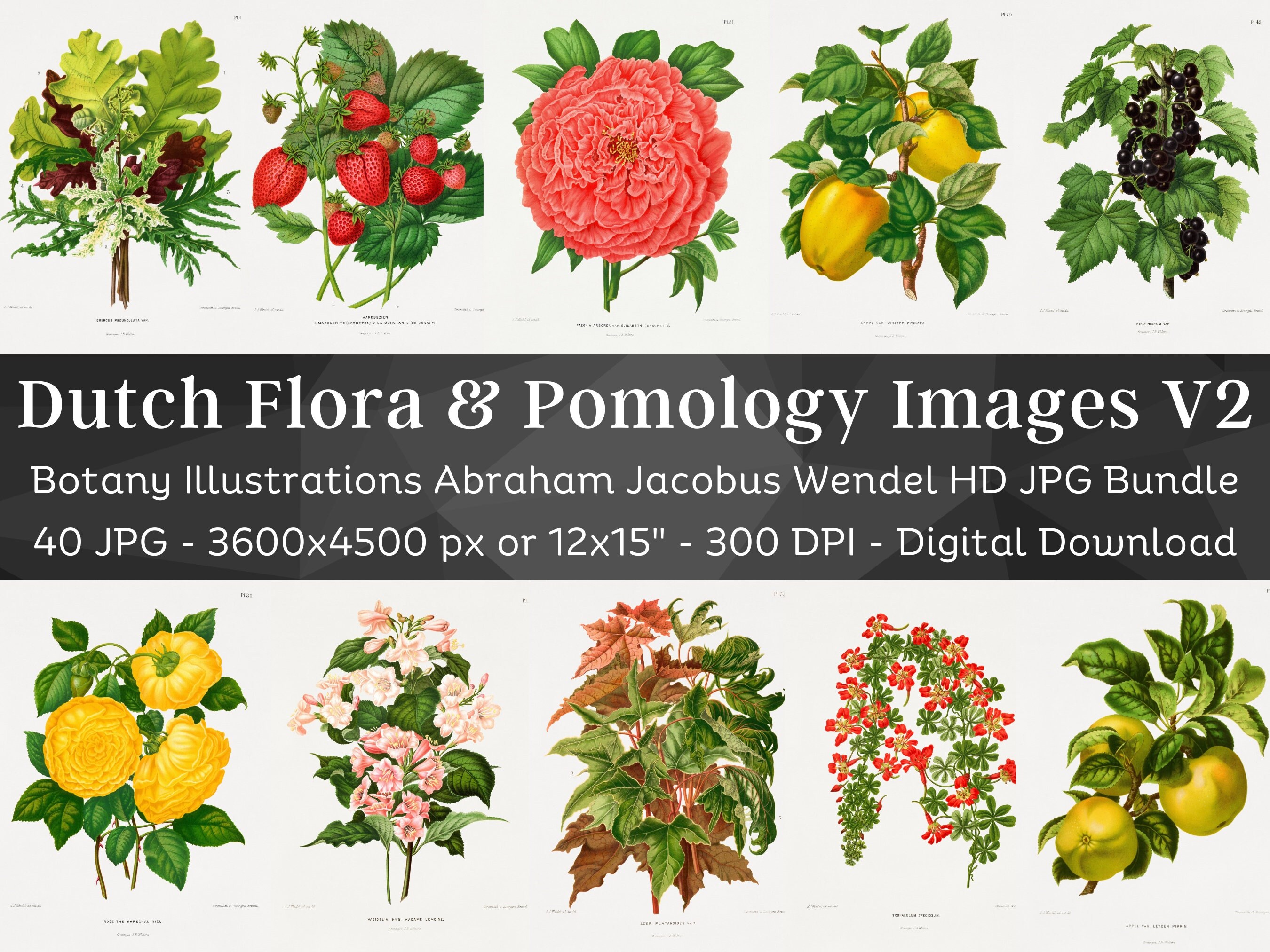 Dutch Flora & Pomology 40 Botanical Illustrations V2 | Beautiful Botany ...