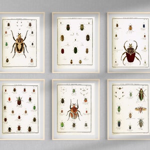 Entomology or Natural History of Insects 121 HD Images V1 | Bug, Beetle ...