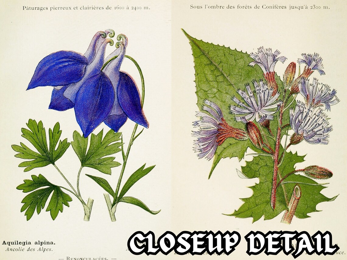 Flora of Alps & Pyrenees 94 Botanical Illustrations V1 | Botany Plant ...