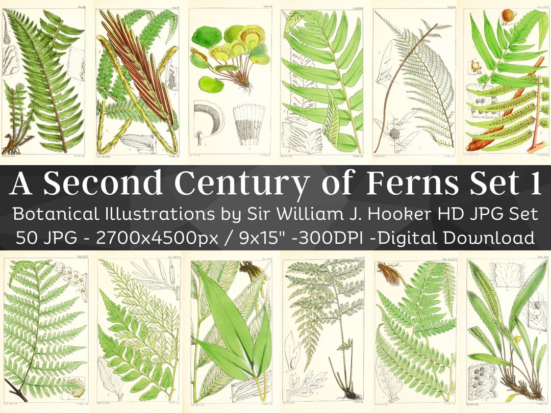 Second Century of Ferns 50 Botanical Illustrations V1 | Botany Plant ...