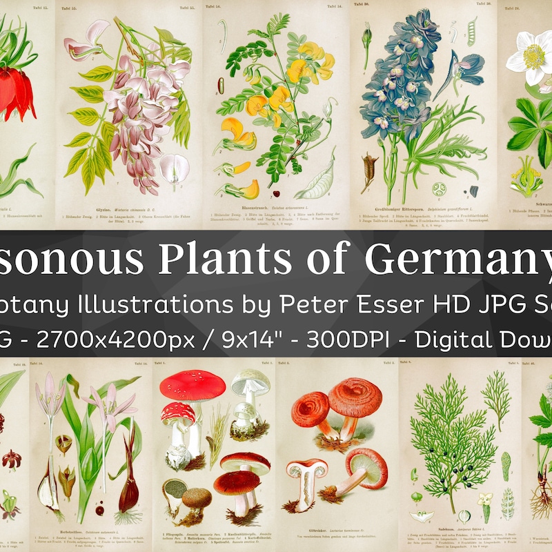 Mushroom Painting Botany - Etsy UK