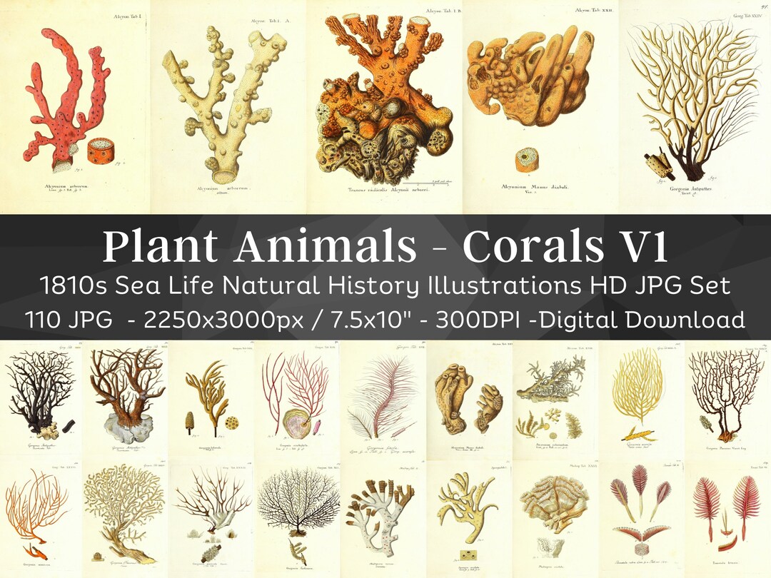 Plant Animals & Corals Natural History 110 HQ Drawn Printable Images V1 ...