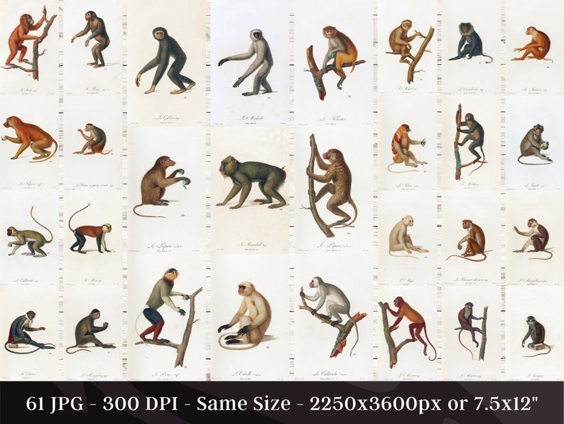 Natural History of Monkeys & Lemurs 61 HD Images Nursery Clipart ...