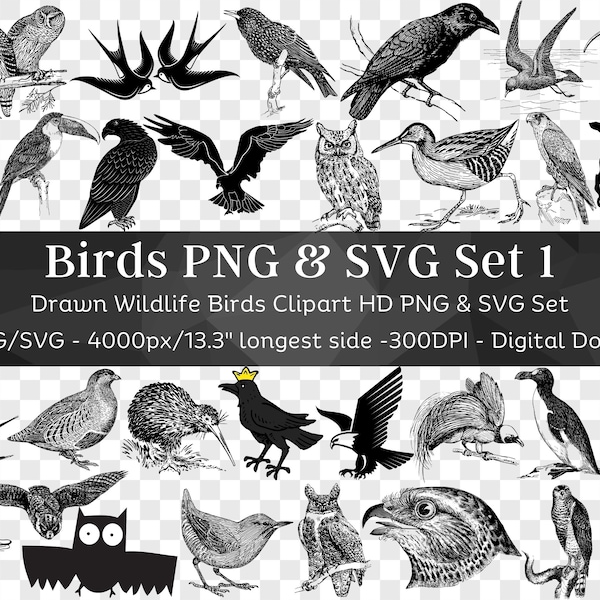 Bowerbird - Etsy Australia