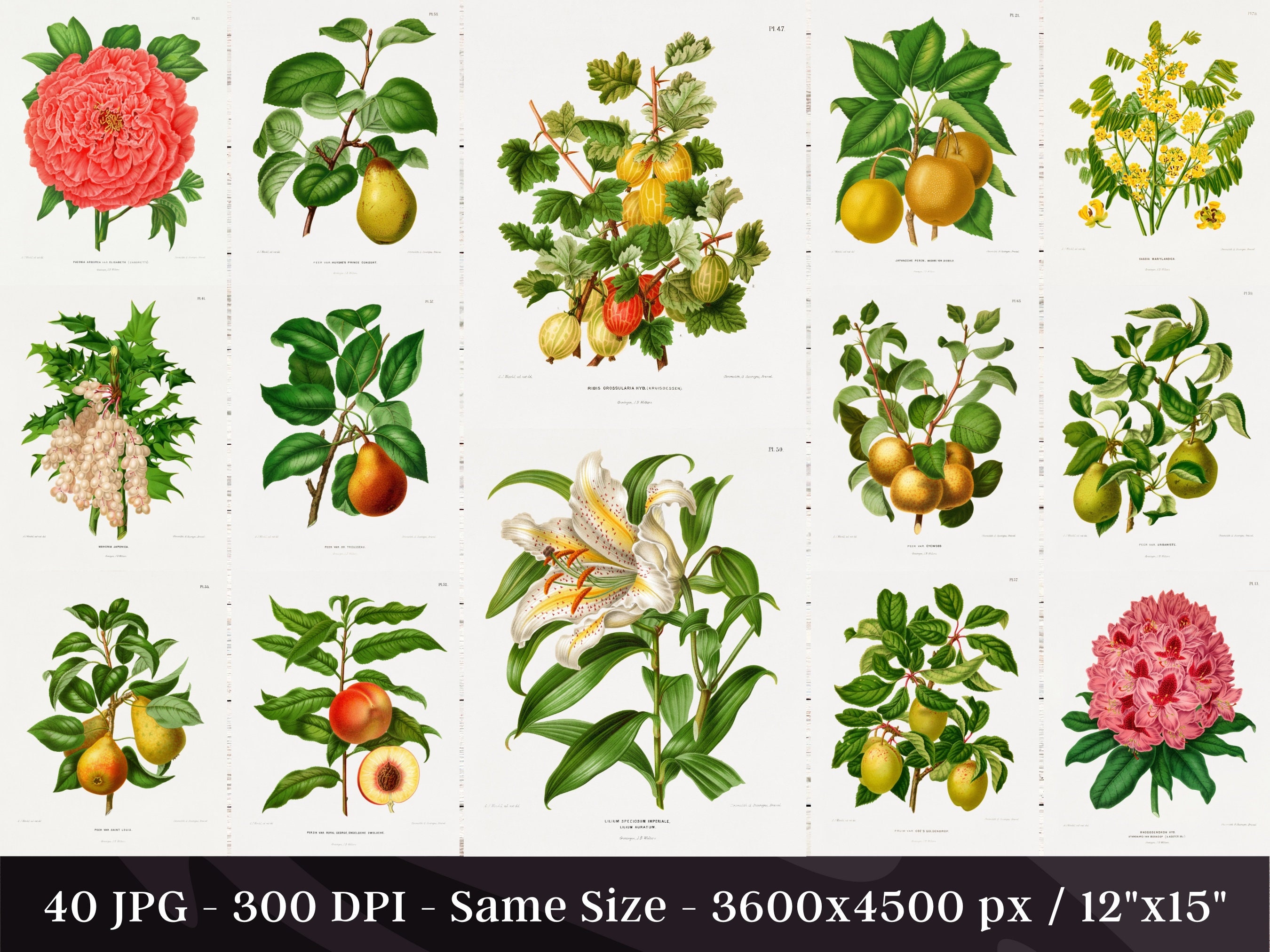 Dutch Flora & Pomology 40 Botanical Illustrations V2 | Beautiful Botany ...