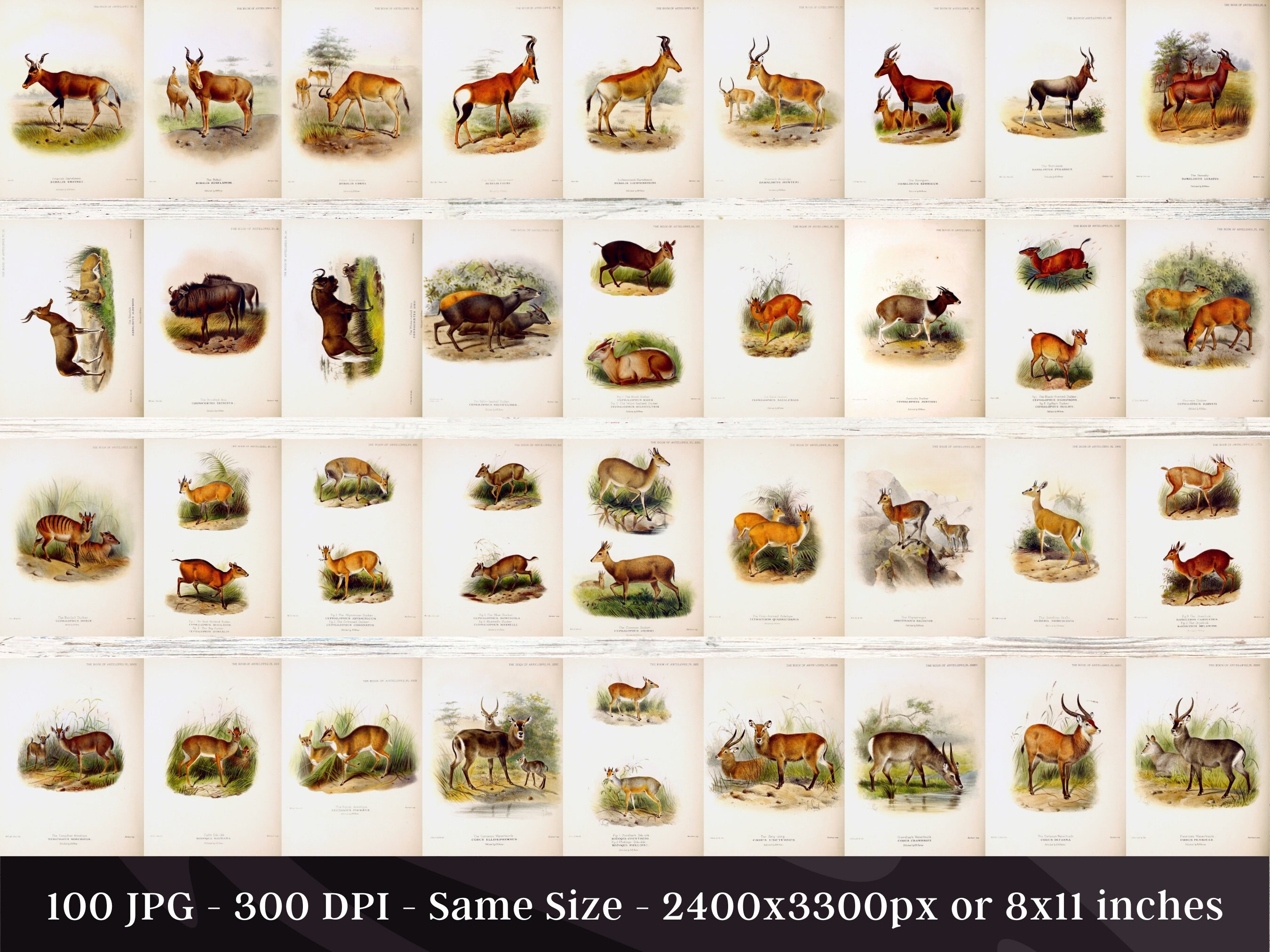 The Book of Antelopes 100 HD Images Huge Vintage Horned Mammal ...