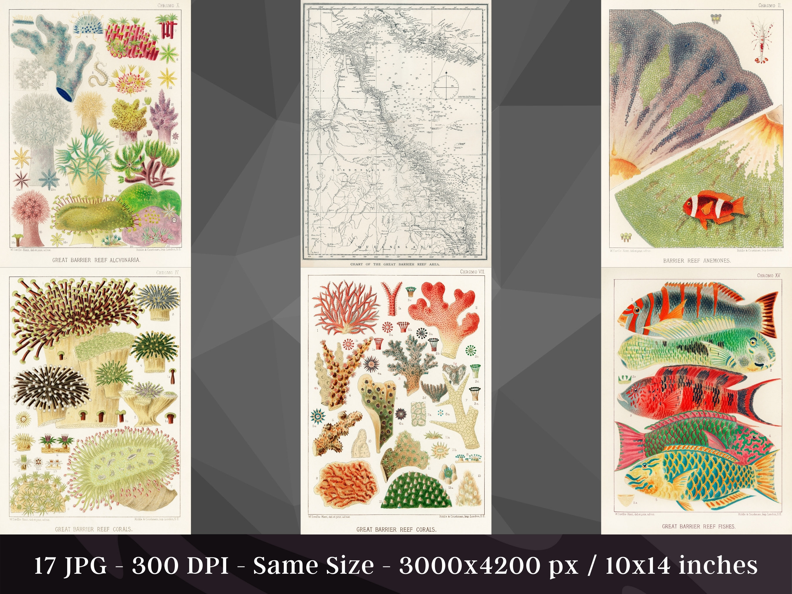 The Great Barrier Reef of Australia by William Saville-kent - Etsy