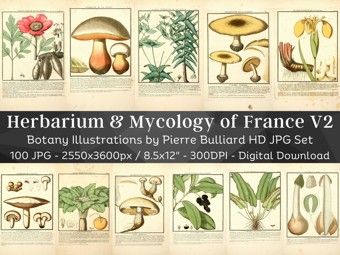 France Herbarium & Mycology 100 Botanical Illustrations V2| Botany ...