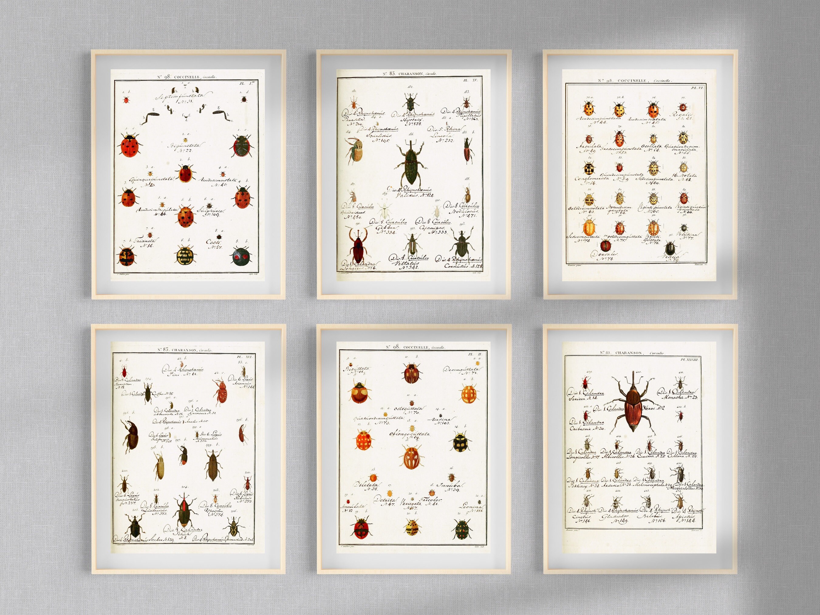 Entomología o historia natural de los insectos 115 imágenes HD V3 ...