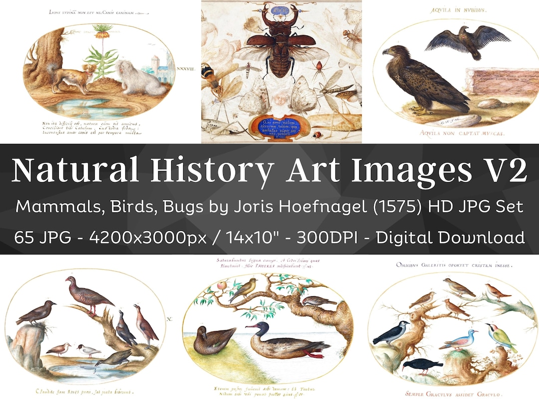 Awesome Natural History 65 HD Images V2| Card, Invitation, Craft ...