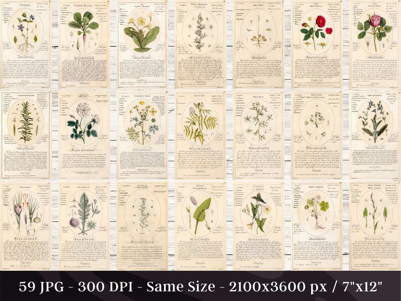 Botanicum Medicinale Herbs Description & Uses 59 HQ Vintage ...