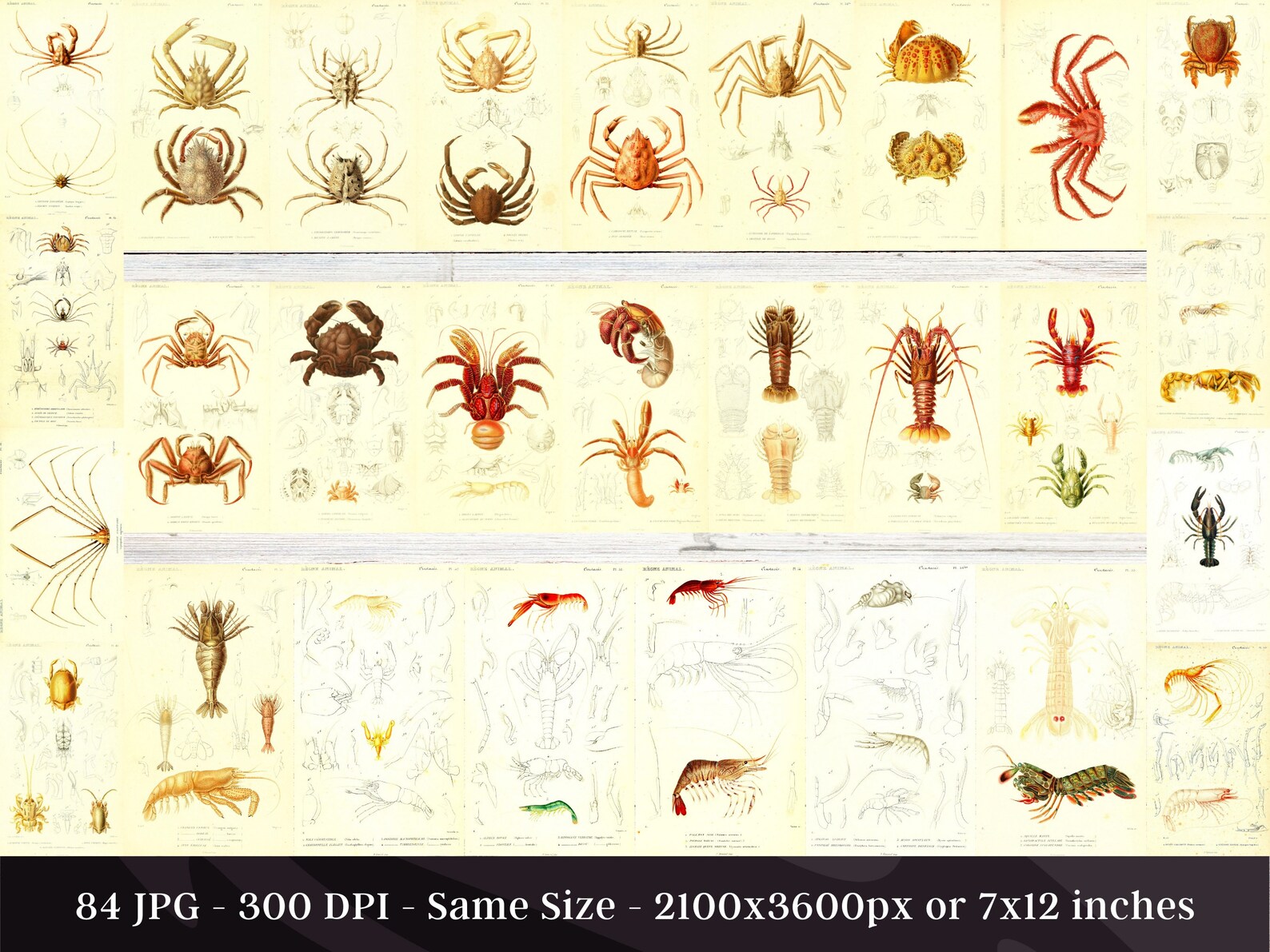 Atlas of Crustaceans 84 HD Images| Crab Lobster Shrimp Crayfish Krill ...