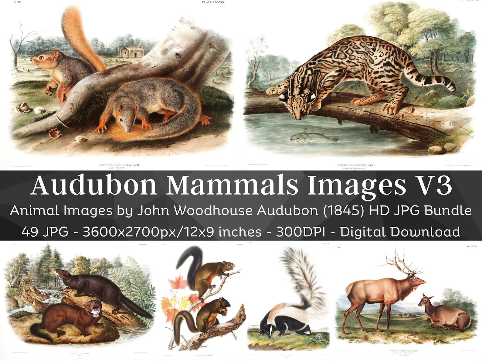 Mammals J.W Audubon HD Images V3 Card Making Clip Art Digital Paper ...
