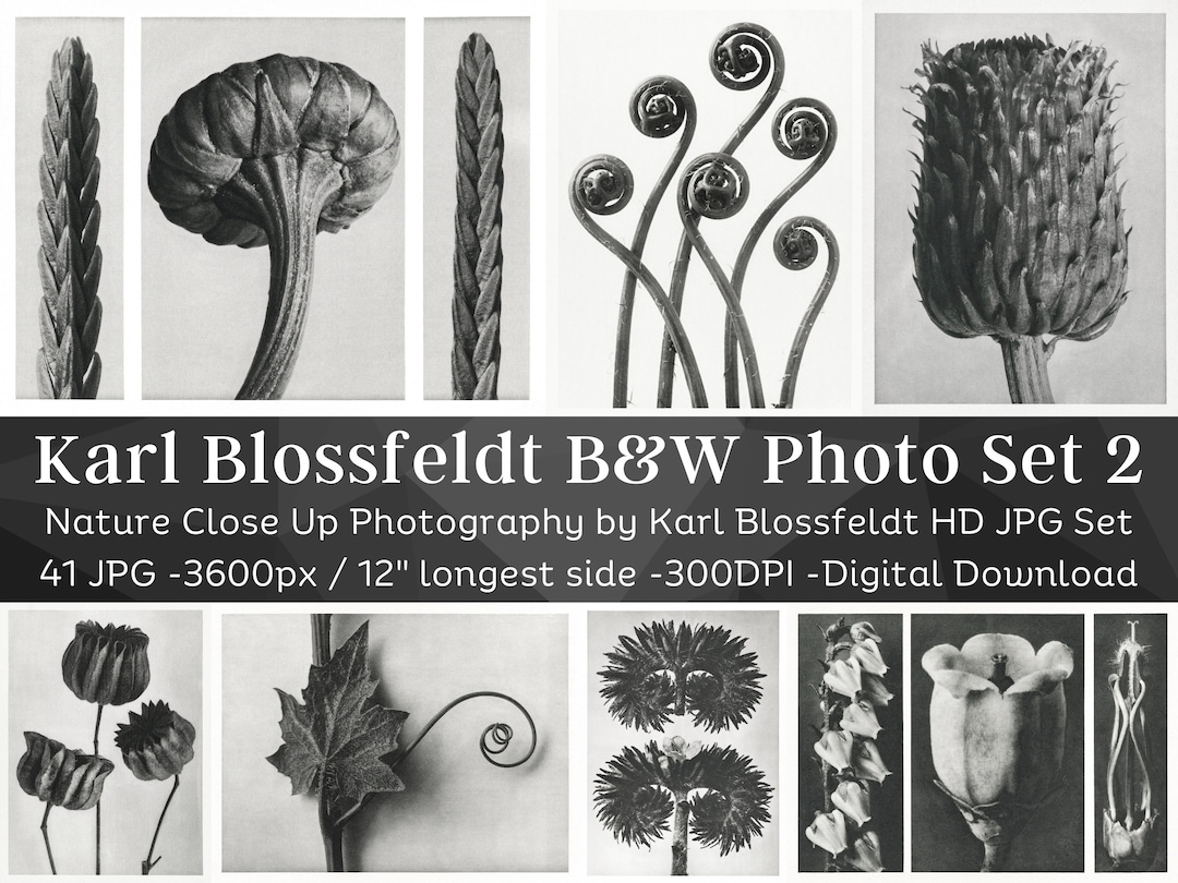 Original Forms of Art by Karl Blossfeldt 41 HD Image Set 2 | Botanical ...