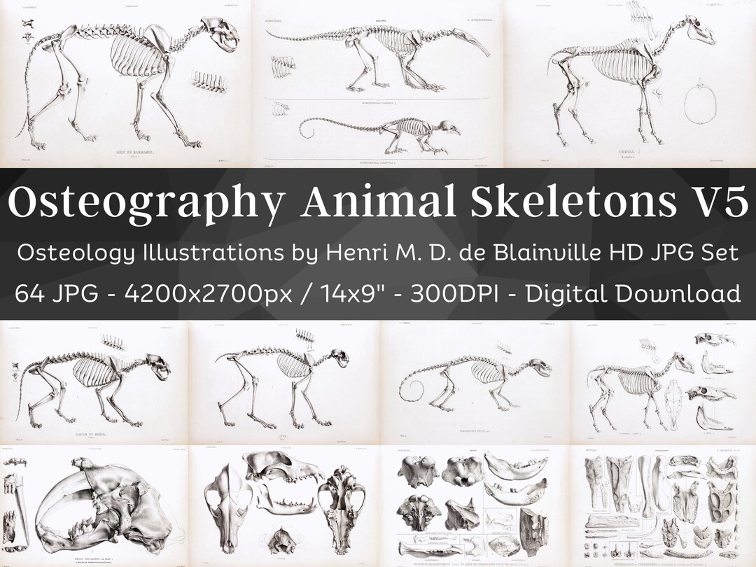 Osteography Vintage Bone Anatomy 64 HD Illustrations V5| Dark Academia ...