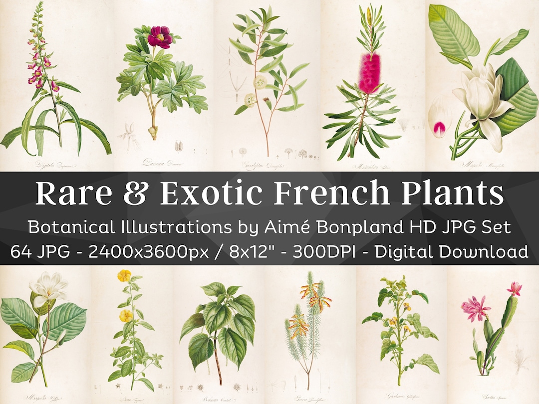 Rare & Exotic French 64 Plant Illustrations | Botany Medicinal Herbs ...