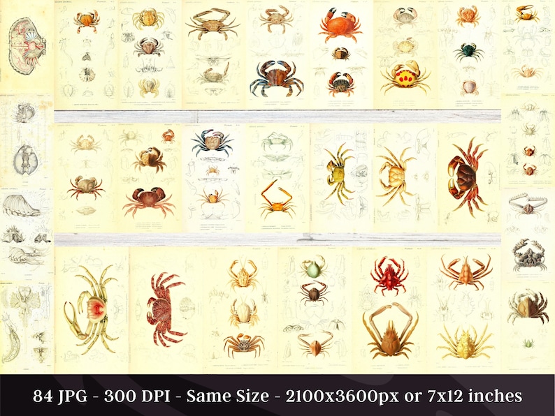 Atlas of Crustaceans 84 HD Images| Crab Lobster Shrimp Crayfish Krill ...