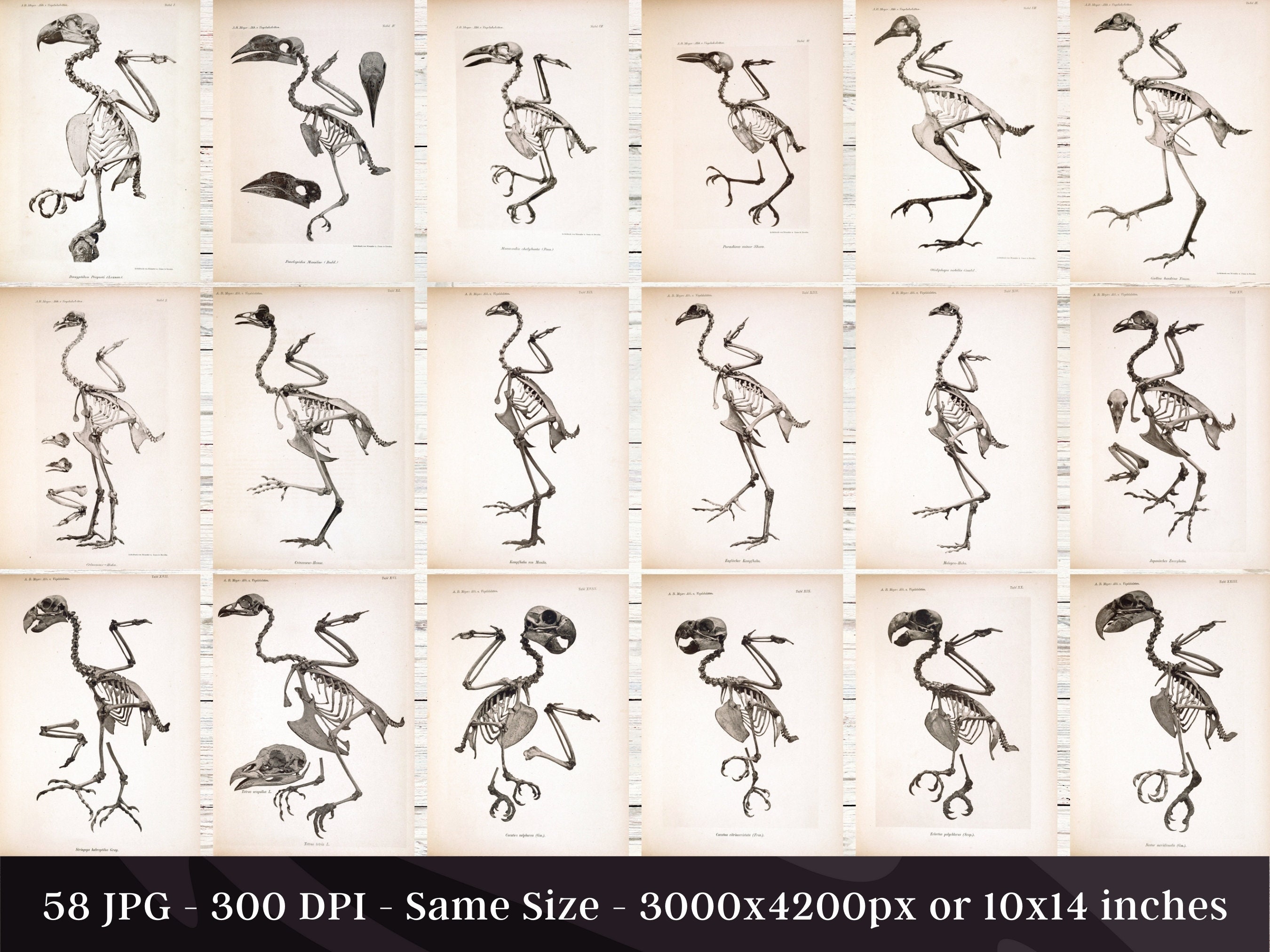 Bird Skeleton Osteology Art 58 HD Images V1 Skeleton Bones - Etsy