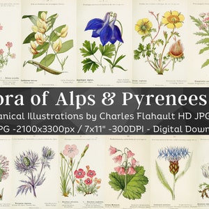 Flora of Alps & Pyrenees 94 Botanical Illustrations V1 | Botany Plant ...