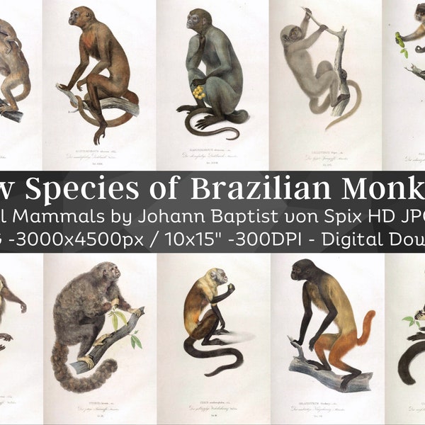 Monkey Illustration - Etsy