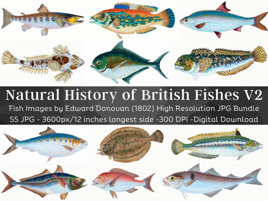 Natural History of British Fishes by Edward Donovan Set 2 | 55 HD ...