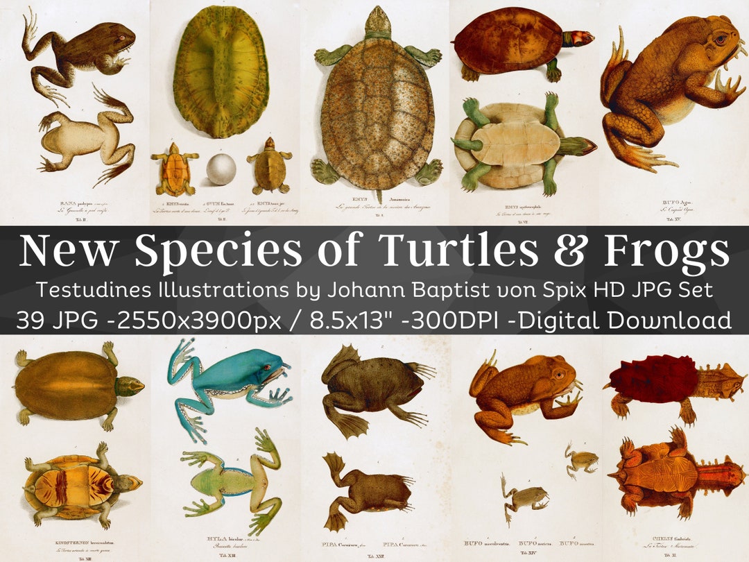 New Species of Turtles & Frogs 39 HD Images| Reptile Turtle Tortoise ...