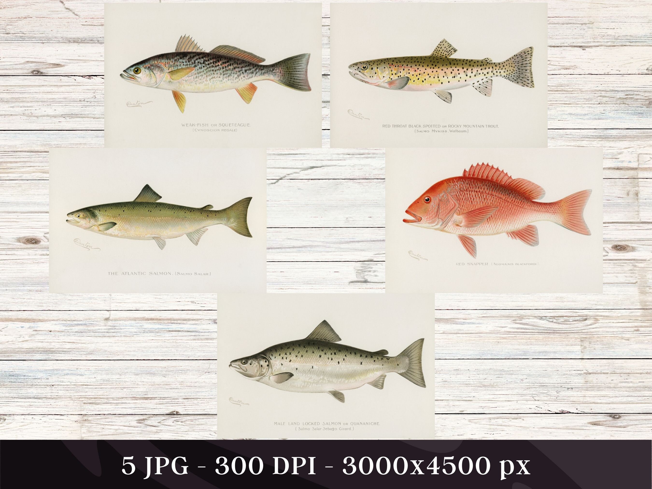 Fish Illustrations 5 HQ Printable Fishes of North America Wall Art ...