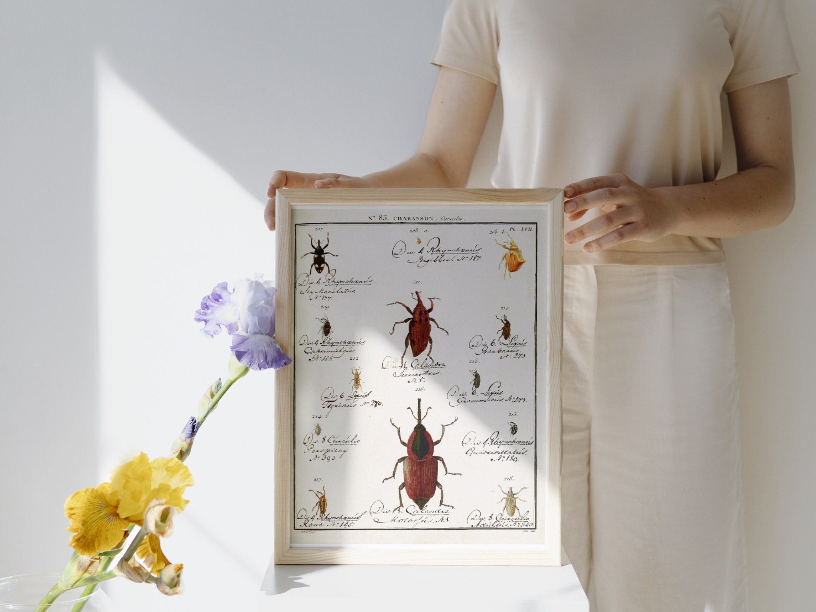 Entomología o historia natural de los insectos 115 imágenes HD V3 ...