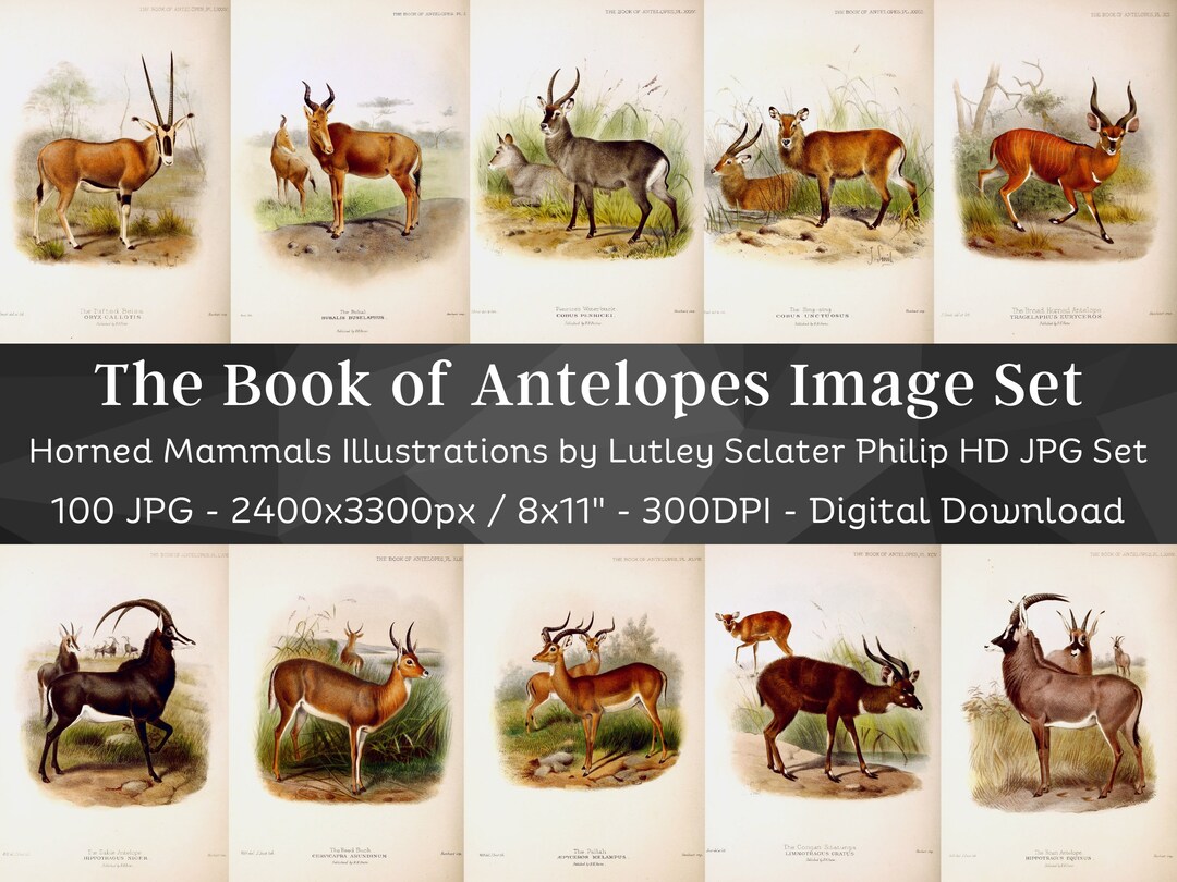 The Book of Antelopes 100 HD Images| Huge Vintage Horned Mammal ...