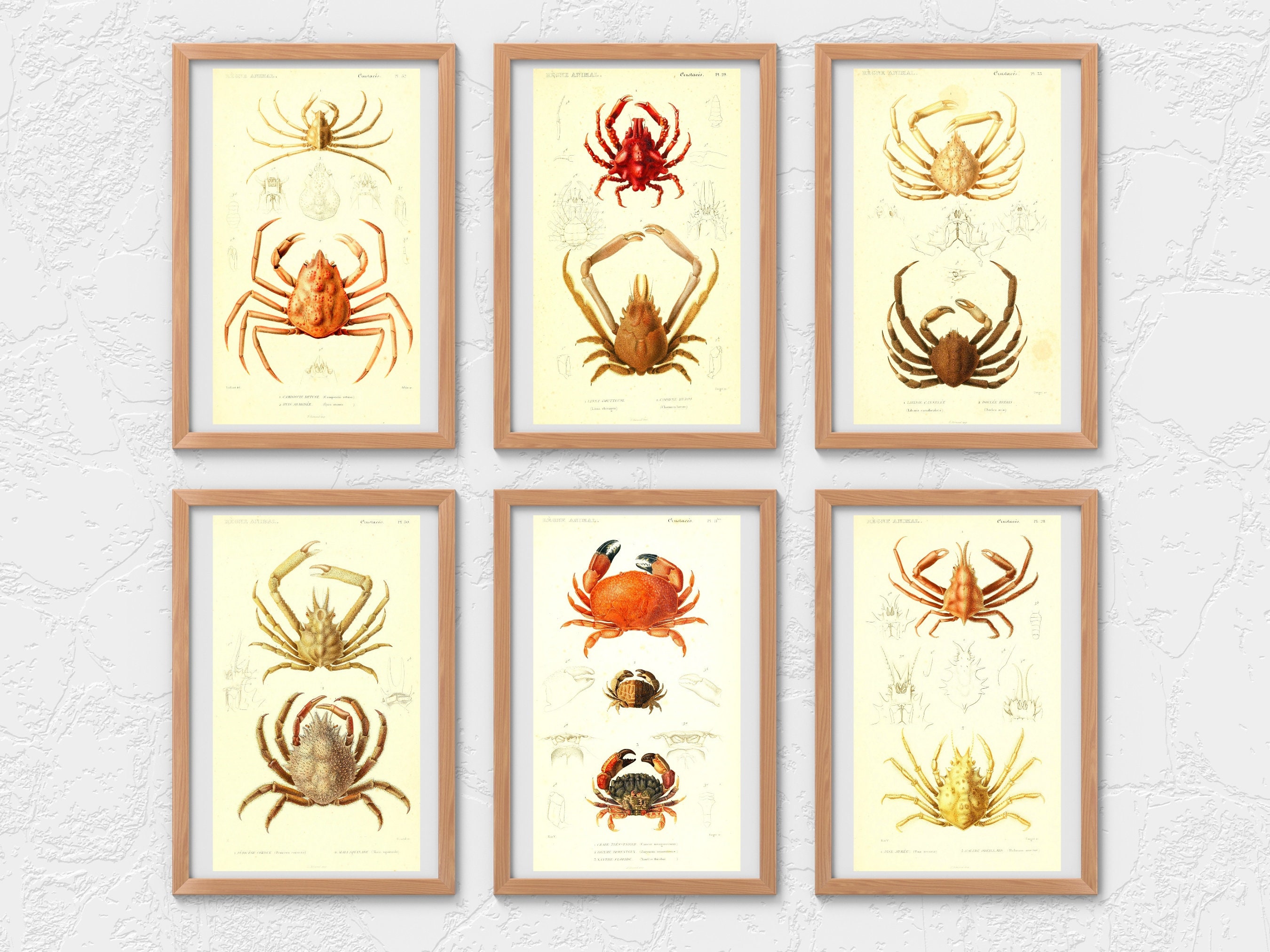 Atlas of Crustaceans 84 HD Images| Crab Lobster Shrimp Crayfish Krill ...