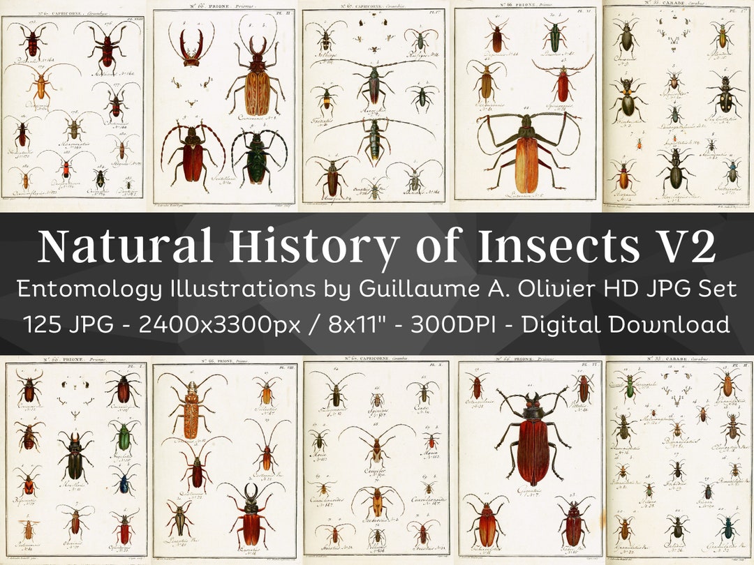Entomology or Natural History of Insects 125 HD Images V2 | Bug, Beetle ...