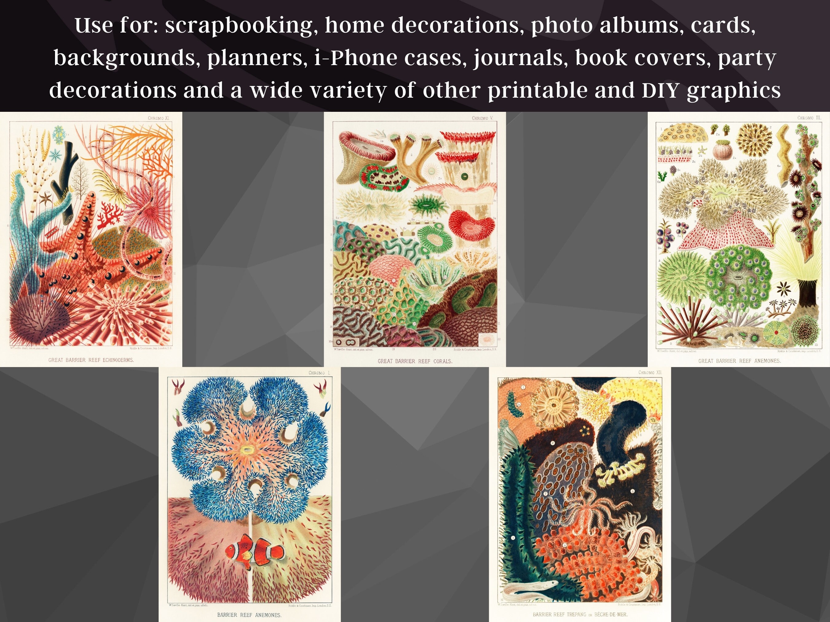 The Great Barrier Reef of Australia by William Saville-kent - Etsy