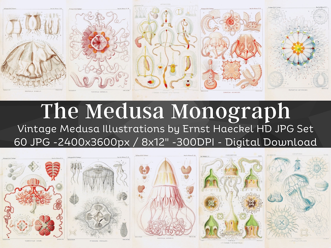 Medusa Monograph Ernst Haeckel 60 HQ Printable Jellyfish Illustrations ...
