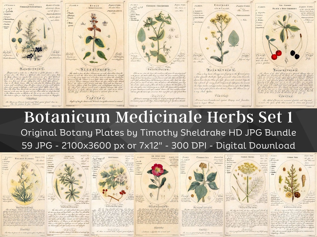 Botanicum Medicinale Herbs Description & Uses 59 HQ Vintage ...