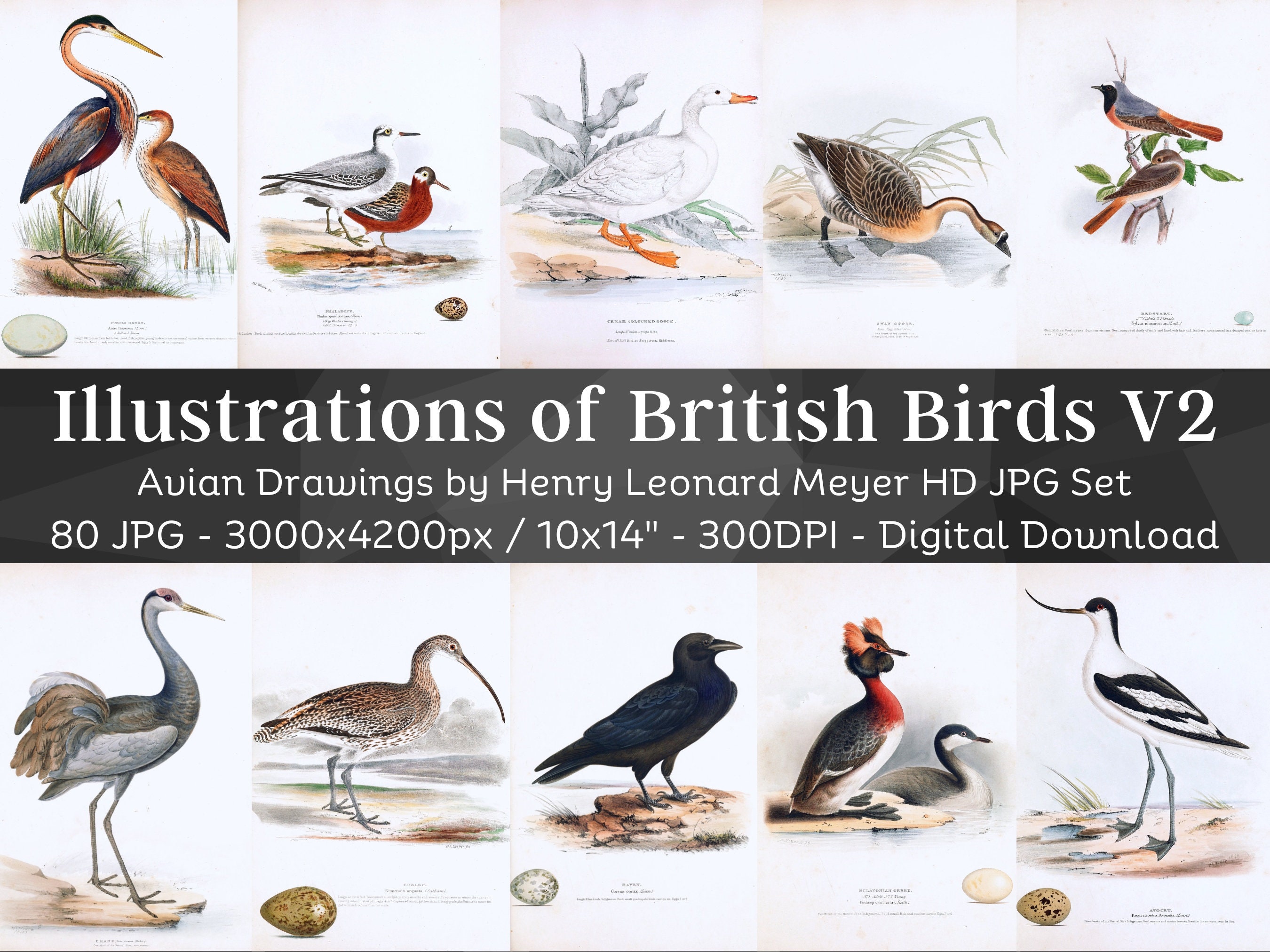 British Birds 80 HD Images V2 Ornithological Old Folio Pages | Wren ...