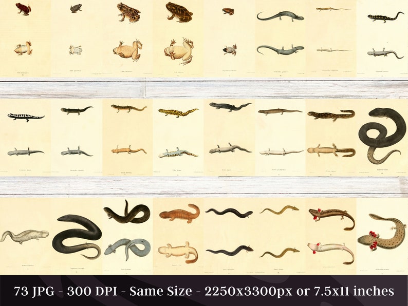 North American Herpetology 73 HD Images V2 Amphibian Reptile Turtle ...