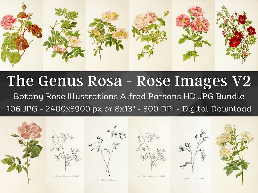 The Genus Rosa 106 Botanical Illustrations V2 | Botany Images Rose Buds ...