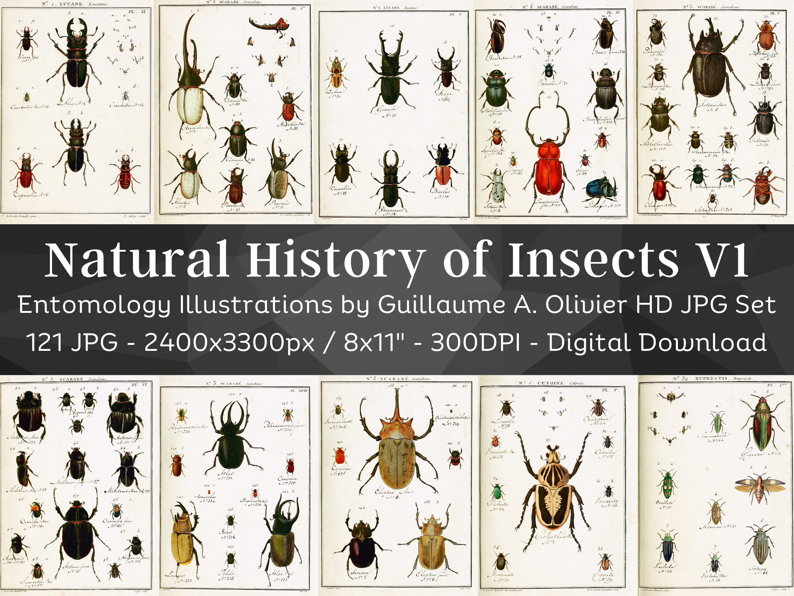 Entomology or Natural History of Insects 121 HD Images V1 Bug, Beetle ...