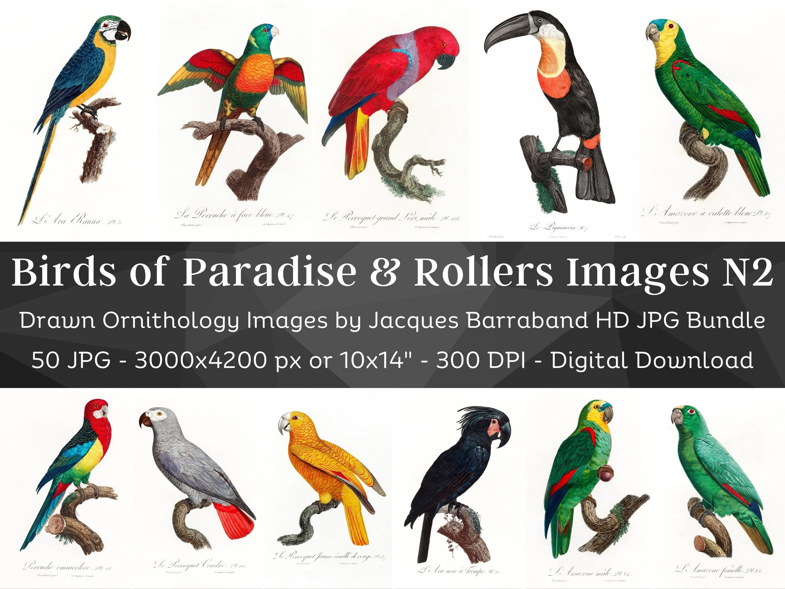 Birds of Paradise & Rollers HD Image Set2| Amazon Parrot King Bird ...
